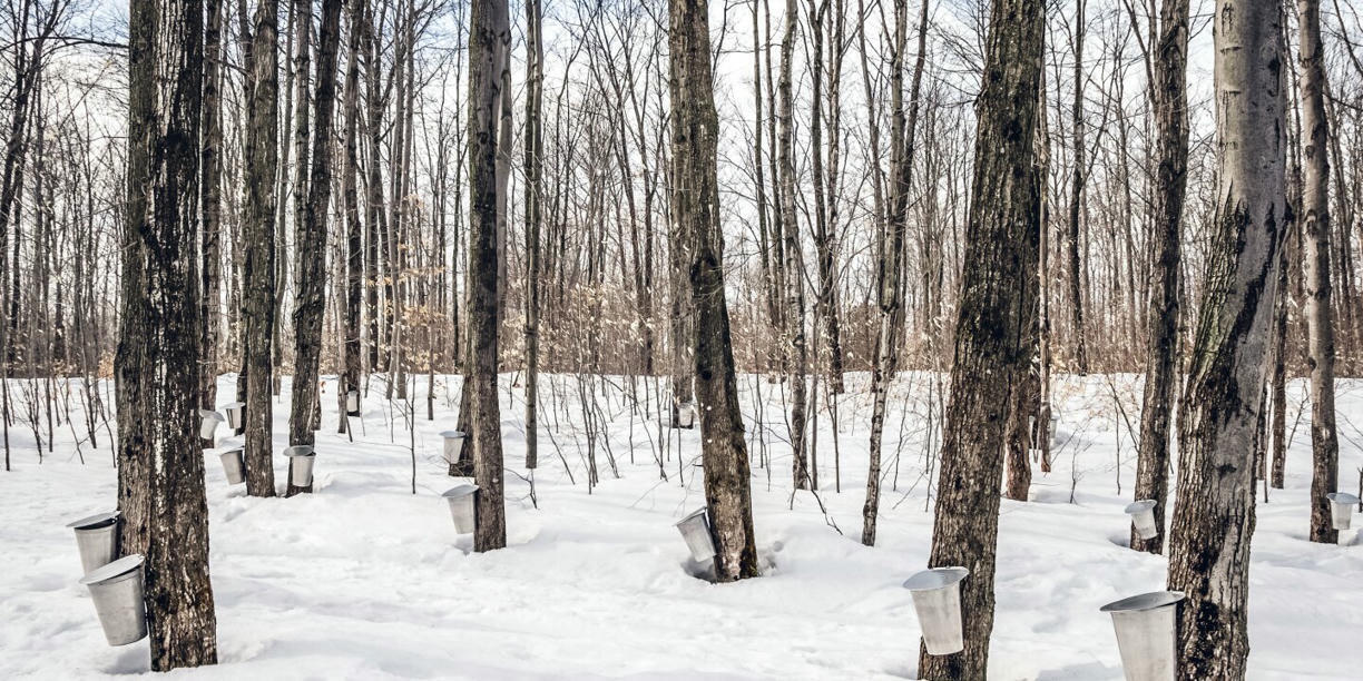 Exploring the Indigenous History of Maple Syrup...