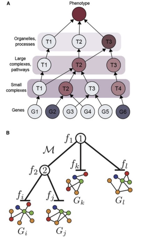 Mapping the multiscale structure of biological ...