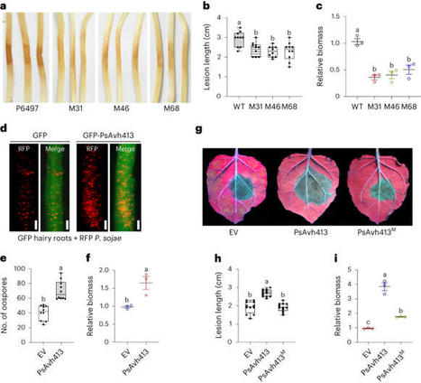 Nature Microbiology: Phytophthora sojae boosts ...