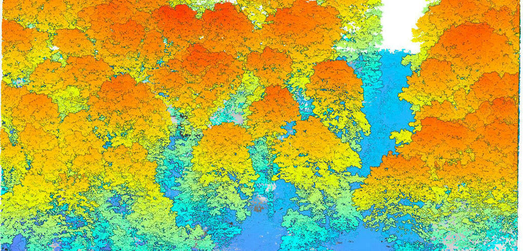 La forêt au défi du changement cli...