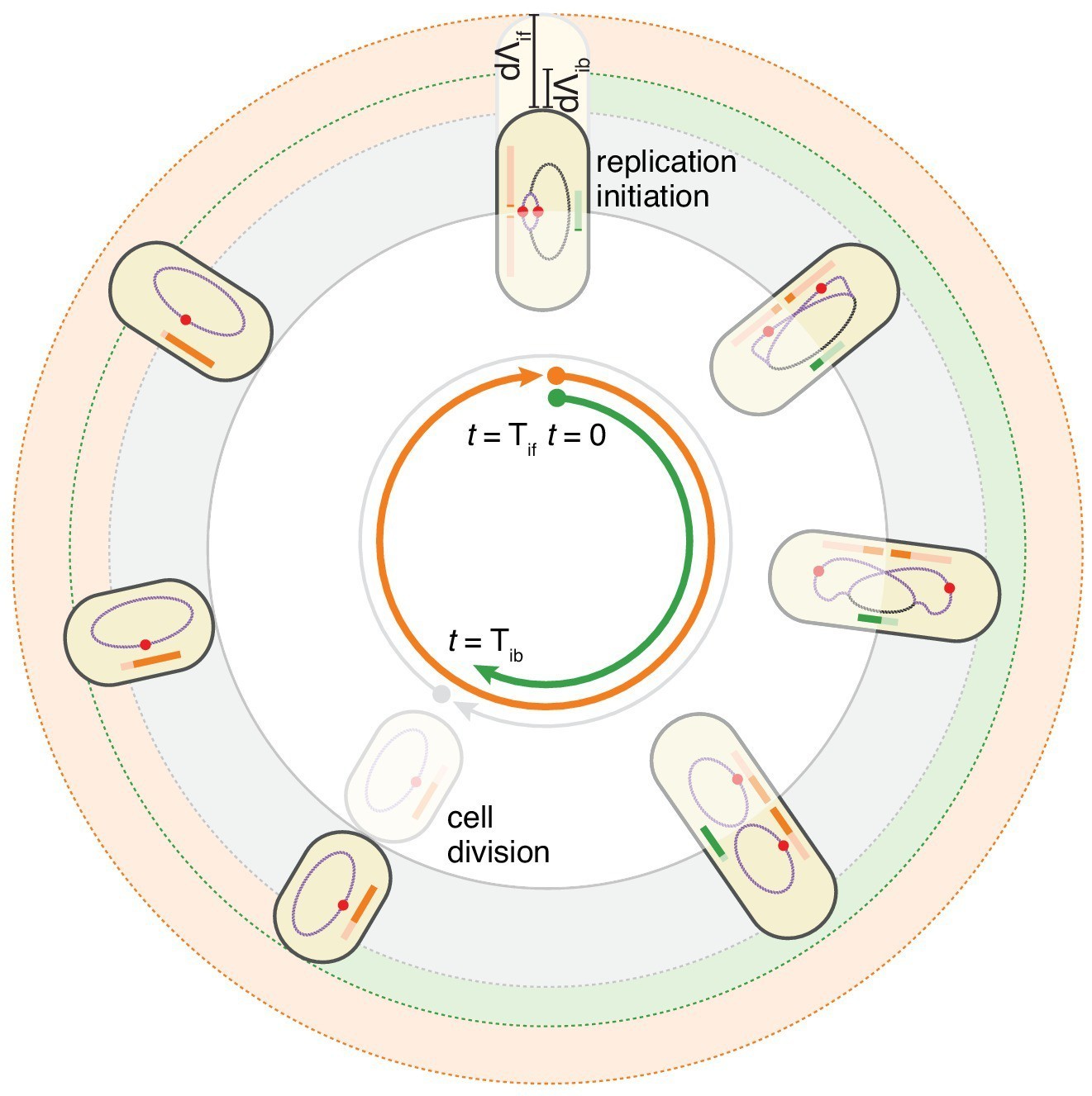 Initiation of chromosome replication controls b...