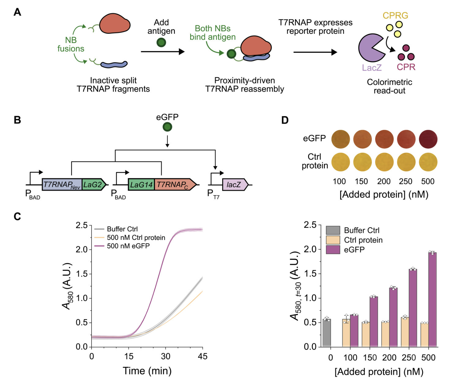 A modular cell-free protein biosensor platform ...