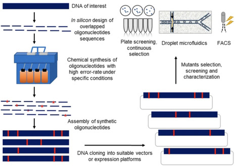 In vitro generation of genetic diversity for di...