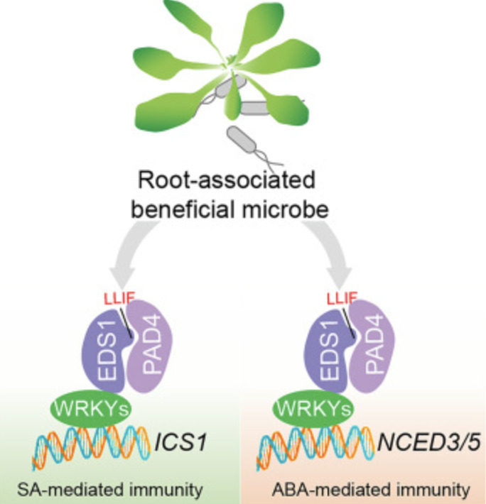 Bacillus cereus NJ01 induces SA- and ABA-mediat...