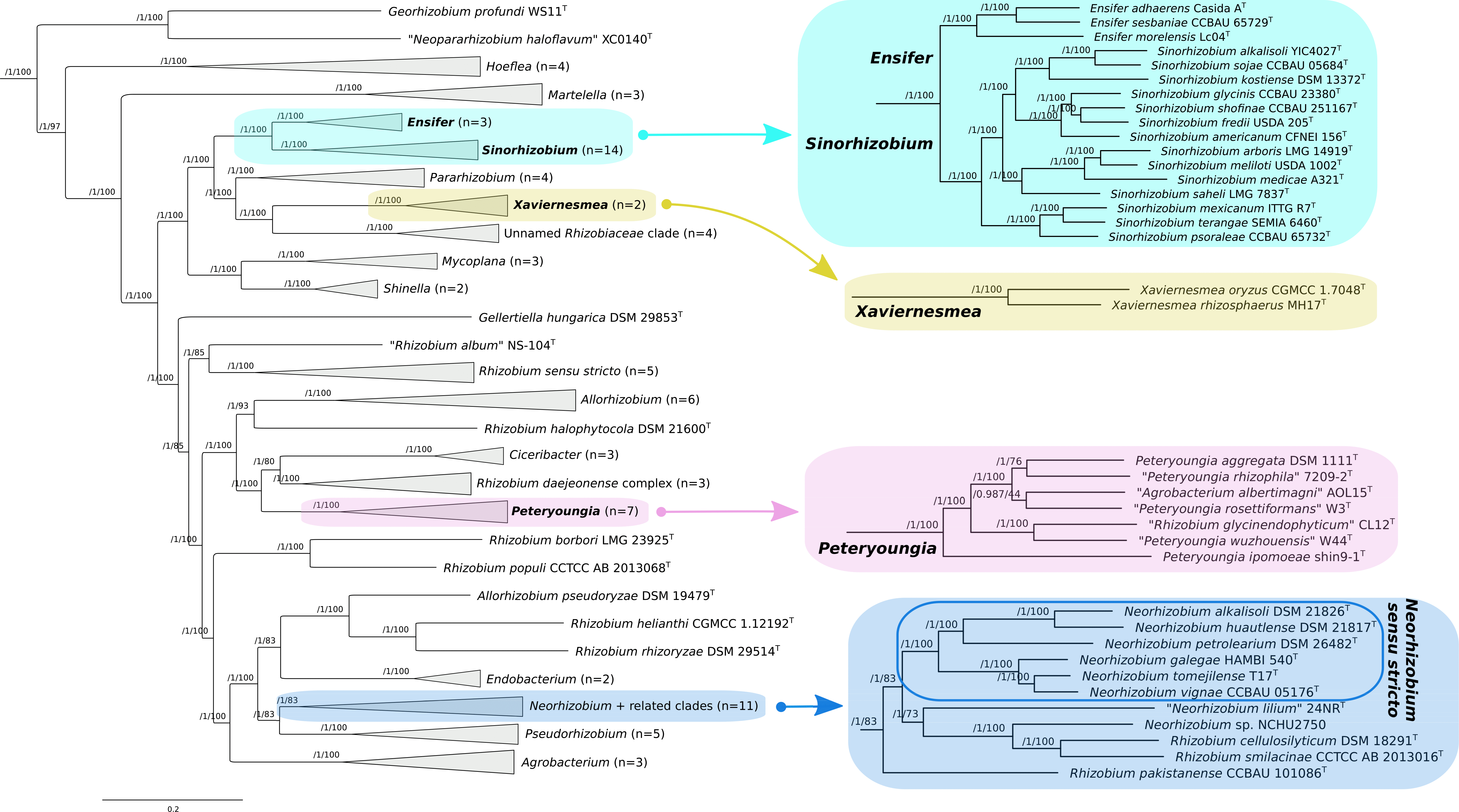 Taxonomy of Rhizobiaceae revisited: proposal of...