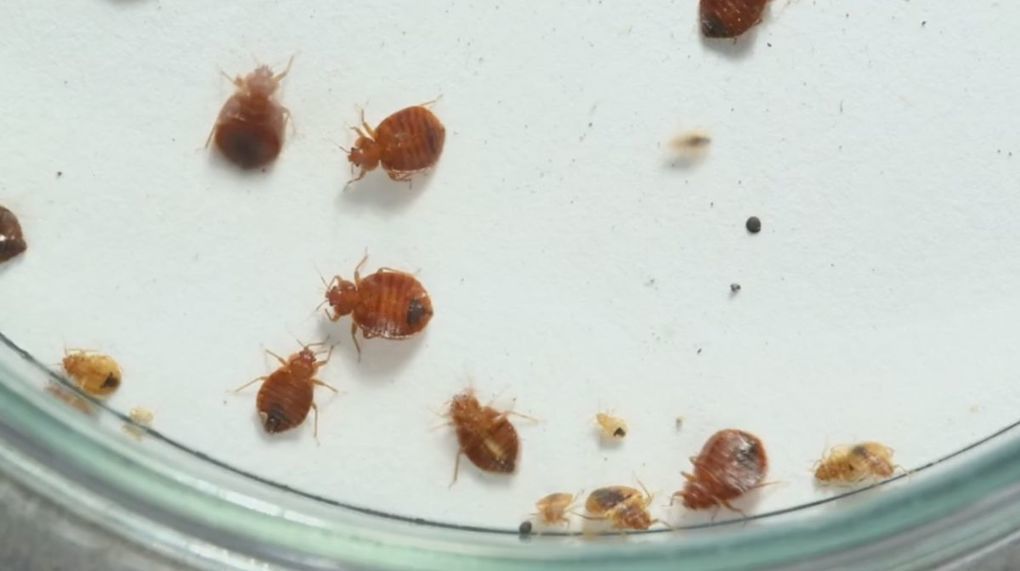 Dans l’enfer des punaises de lit | Insect...