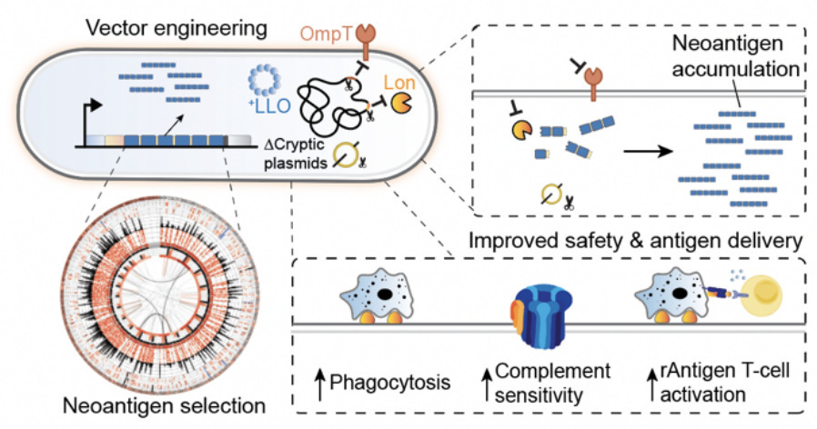 Probiotic neoantigen delivery vectors for preci...