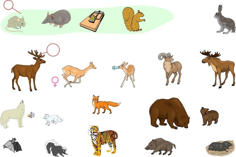 Vocabulaire:les mammifères | FLE CÔ...