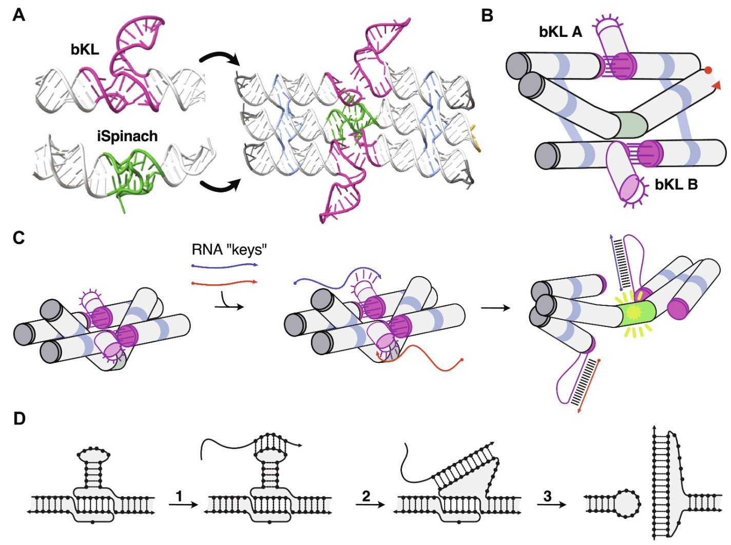 An RNA origami robot that traps and releases a ...
