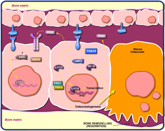 Romosozumab May Be the Next Big Treatment for O...