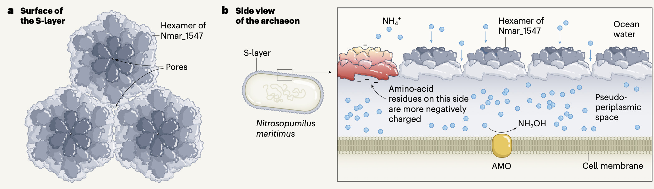 Membraneless channels sieve cations in ammonia-...