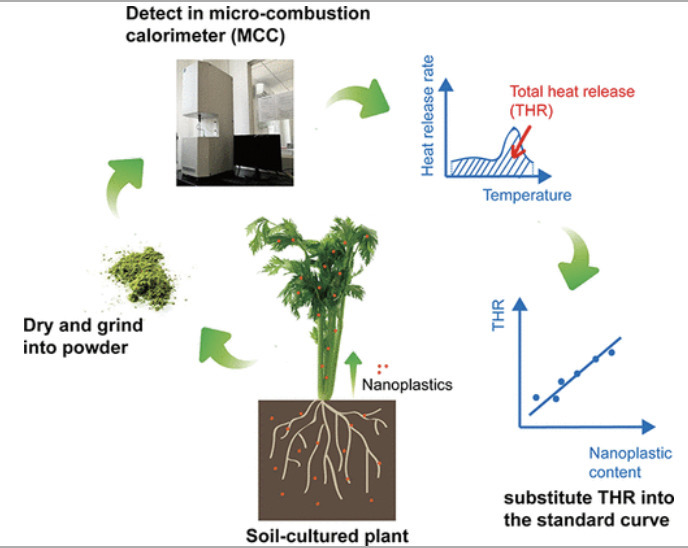 Quantifying Nanoplastics in Soil-Cultured Plant...