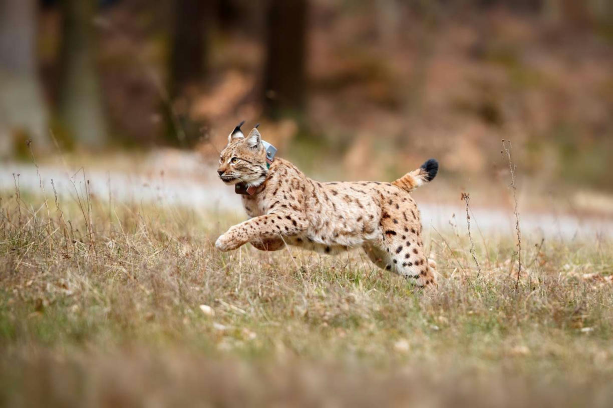 Le fragile retour du #lynx dans les #Vosges | B...