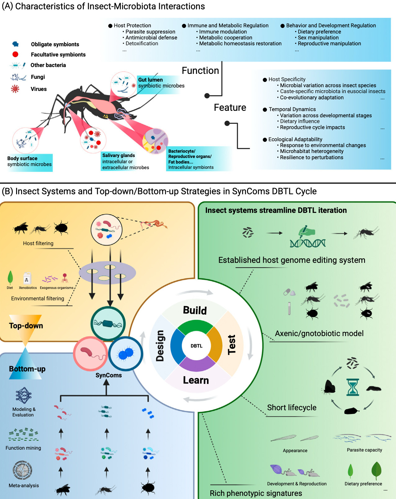 Engineering insect–microbe symbiosis: syn...