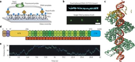 TALE proteins search DNA using a rotationally d...