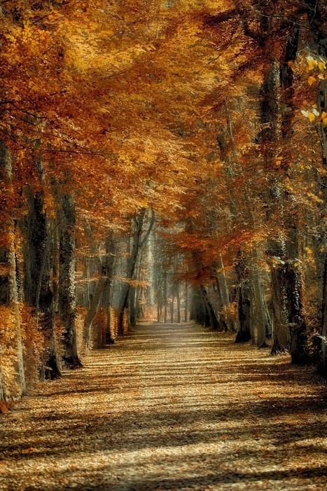 Fall fire 秋 by Ӻotoαguαdo⓭ | My Pho...