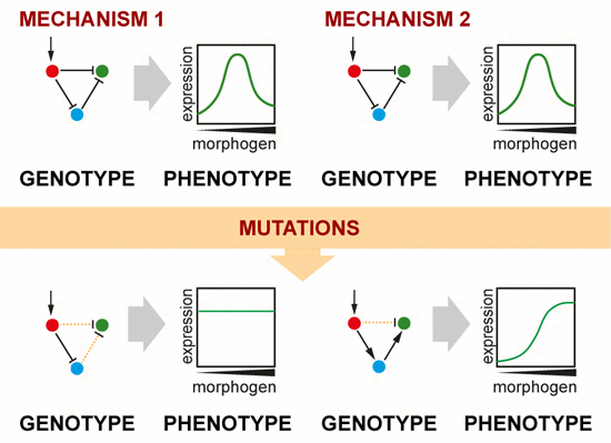 Synthetic circuits reveal how mechanisms of gen...