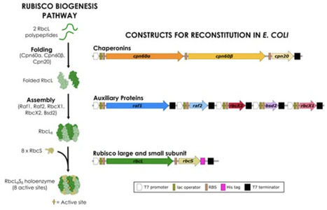 ClustVis: a web tool for visualizing clustering...