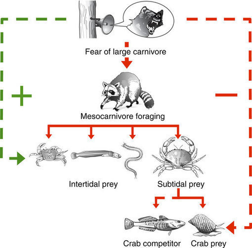 Fear of large carnivores causes a trophic casca...
