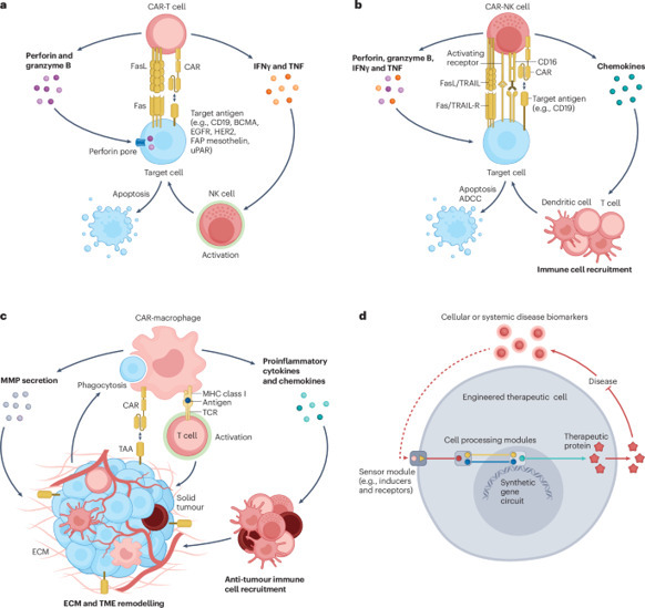 Next-generation programmable cell therapies for...