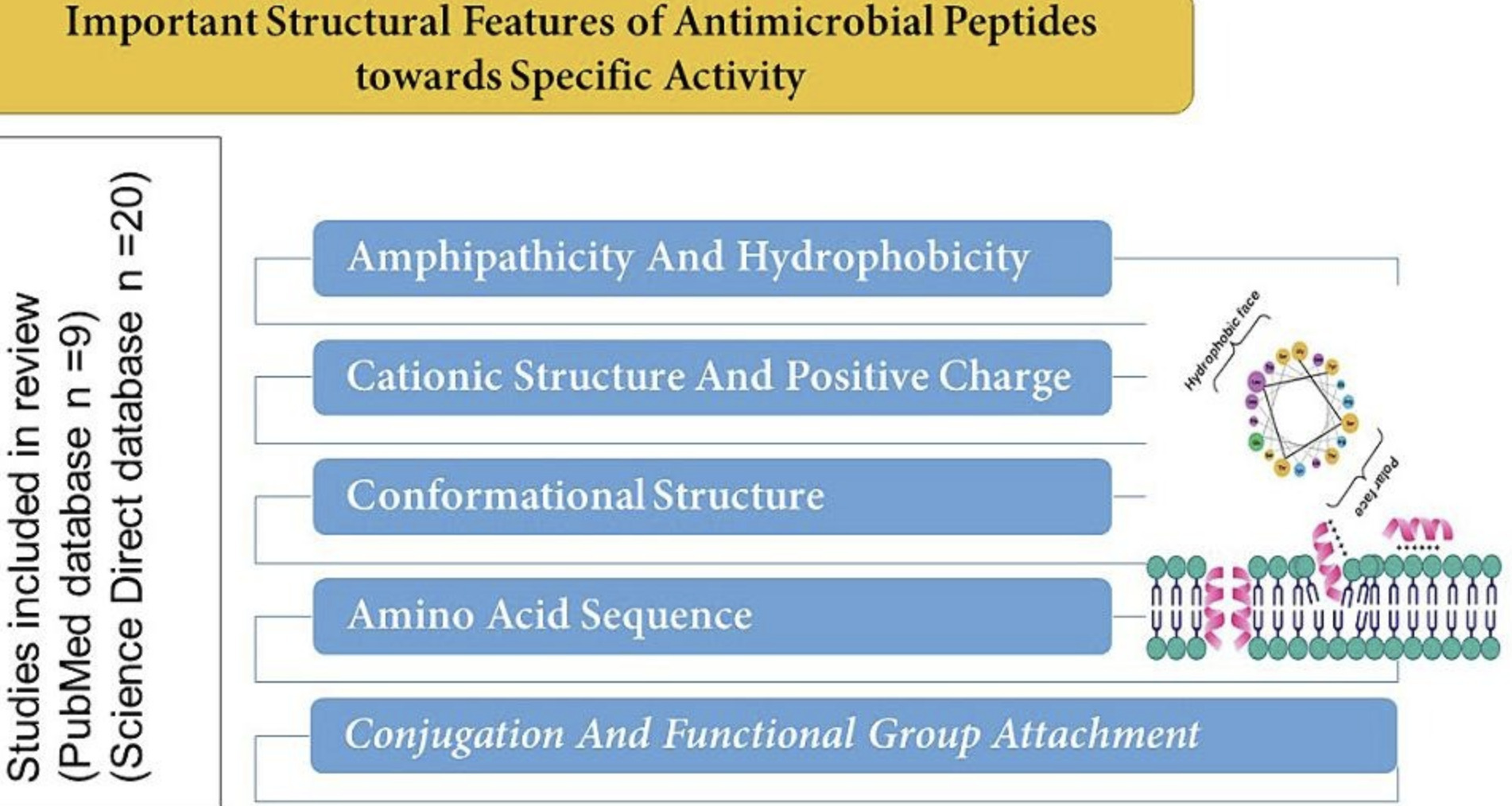Important structural features of antimicrobial ...