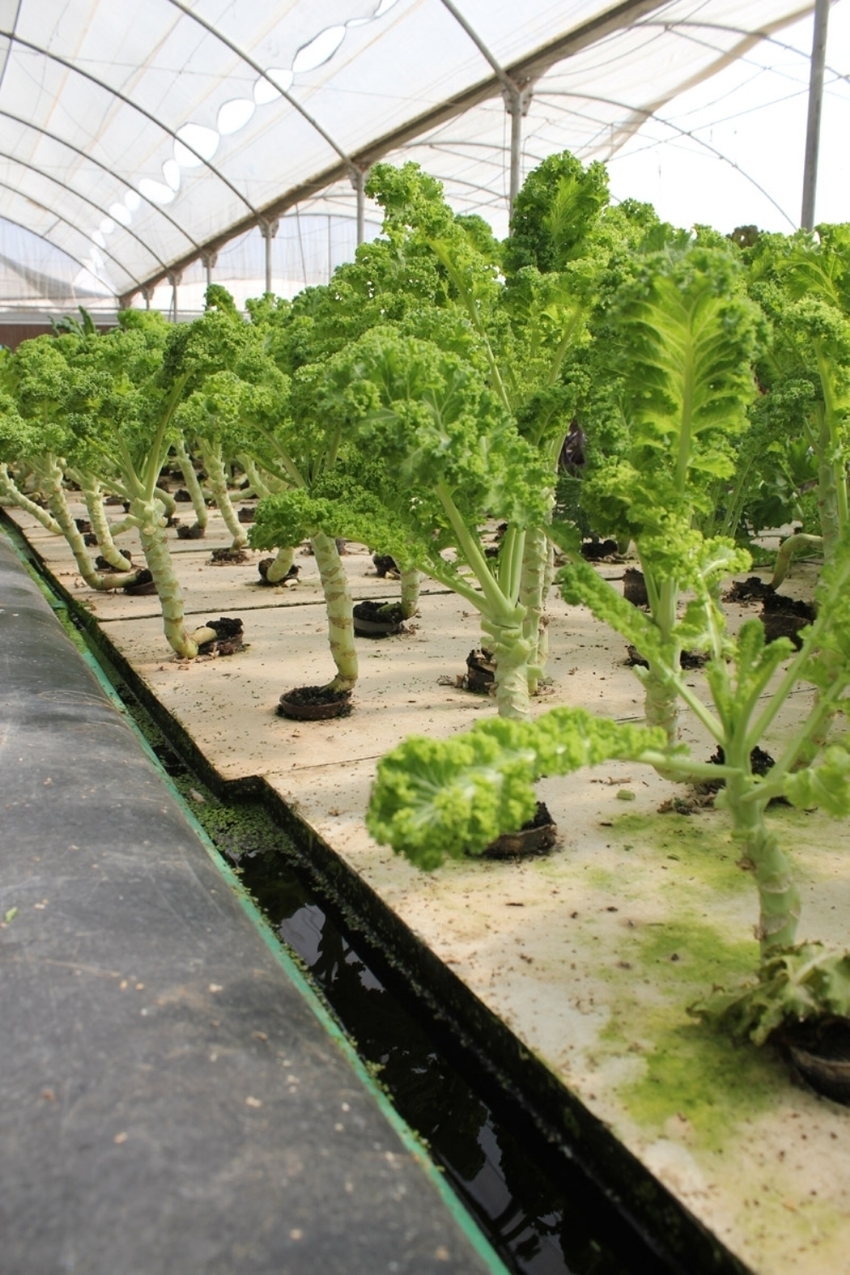 Build an Aquaponic Garden with Arduino | Aquapo...