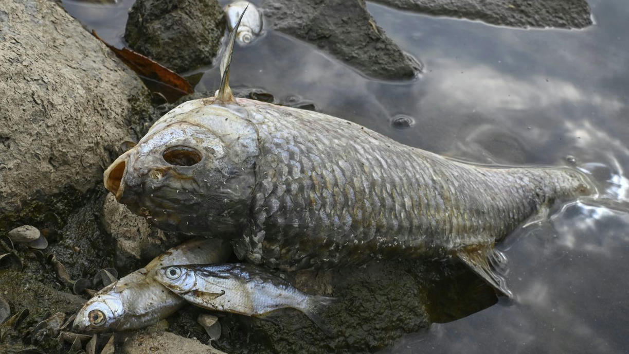 Oil barriers to rein in spread of dead fish fro...