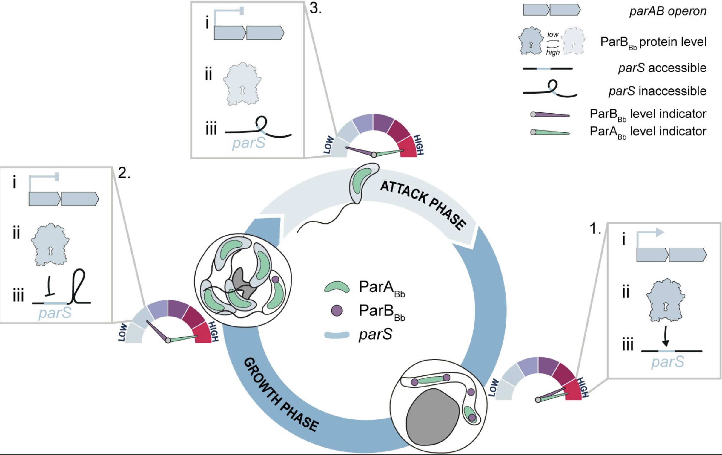 Cell cycle-dependent organization of a bacteria...
