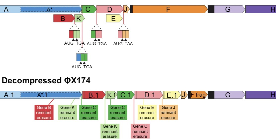 Genome modularization reveals overlapped gene t...