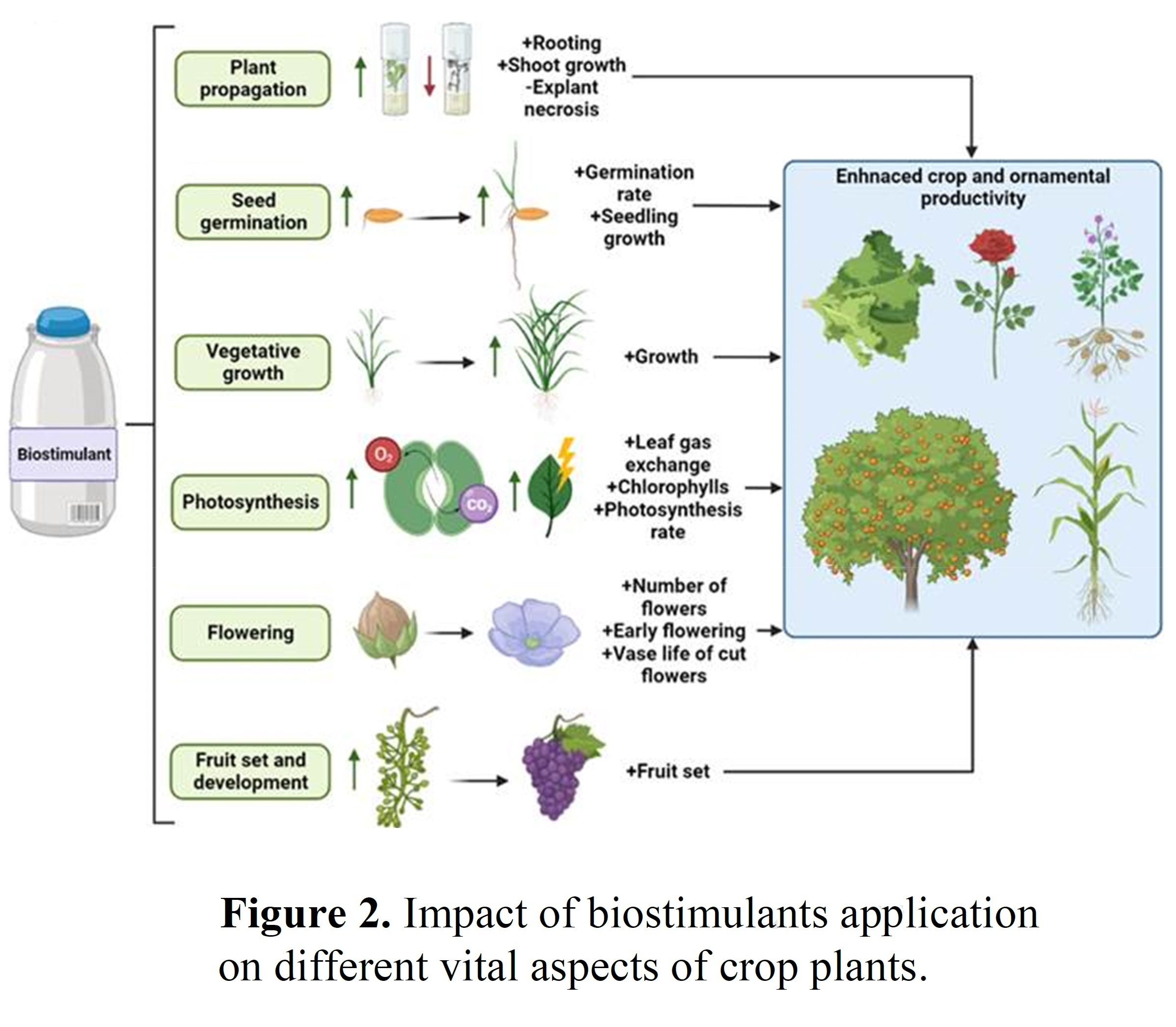 Biostimulants: A Sufficiently Effective Tool fo...