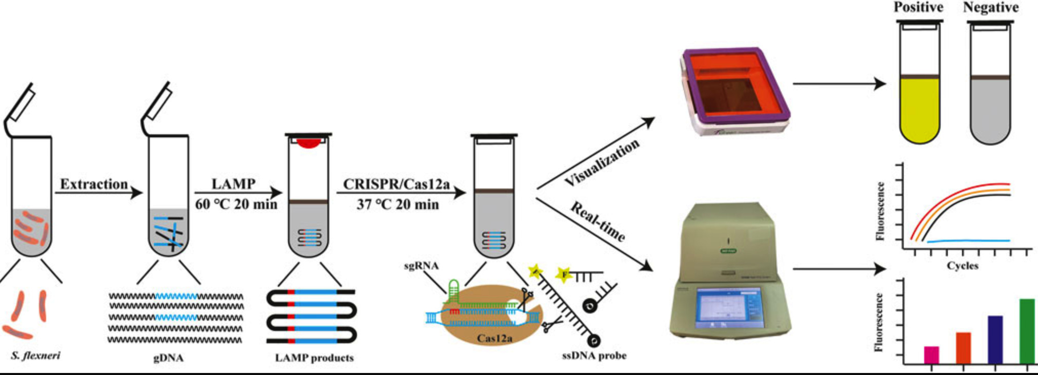 CRISPR/Cas12a-Enhanced Loop-Mediated Isothermal...