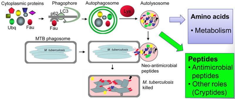 Autophagy in Immunity and Cell-Autonomous Defen...