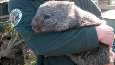 On sait enfin pourquoi les cacas des #wombats s...