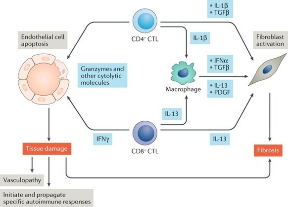 T cells in SSc skin lesions: knowing your enemy...