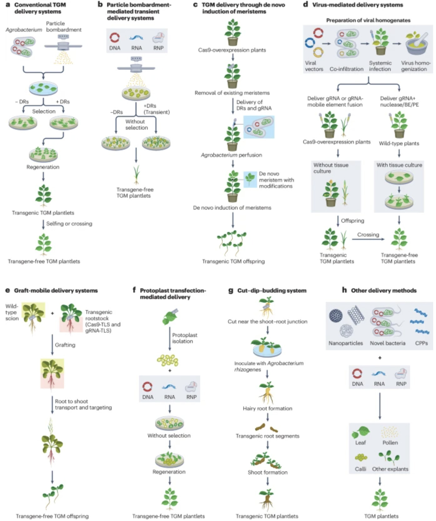 Targeted genome-modification tools and their ad...