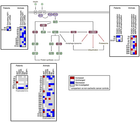 Perte de masse musculaire squelettique au cours...