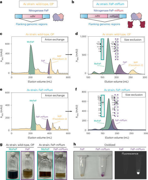 Anaerobic cryoEM protocols for air-sensitive ni...