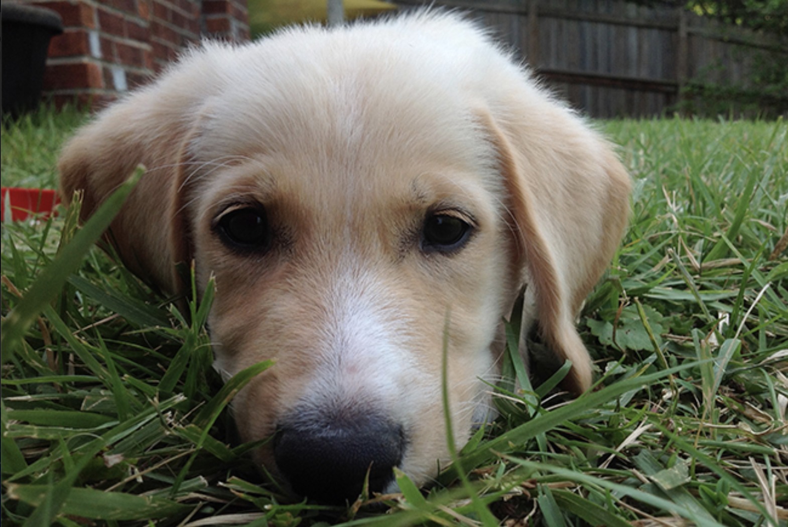 Infection of Dogs with SARS-CoV-2 | Virus World...