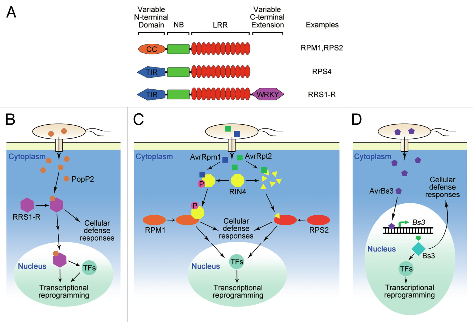 Go In For The Kill How Plants Deploy Effector