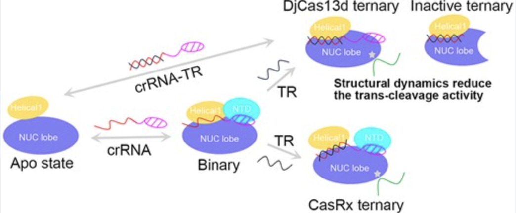 Mechanistic insights into Cas13d enzymes from c...