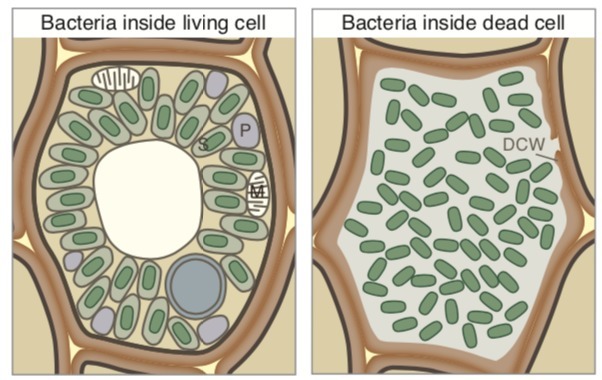 Uptake of bacteria into living plant cells, the...
