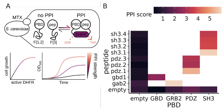 A protein-fragment complementation assay to qua...