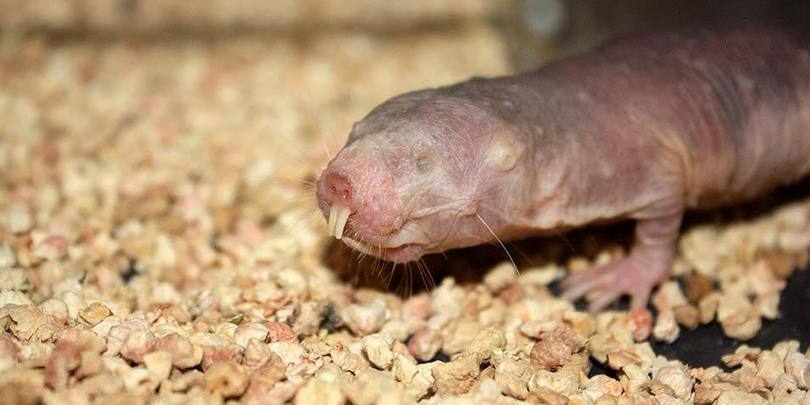 Hart van naakte molrat weigert oud te worden