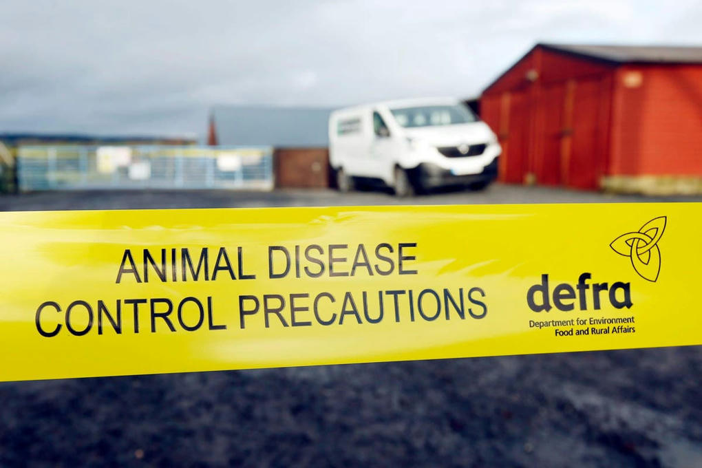 UK: More than 7m captive birds have died or bee...