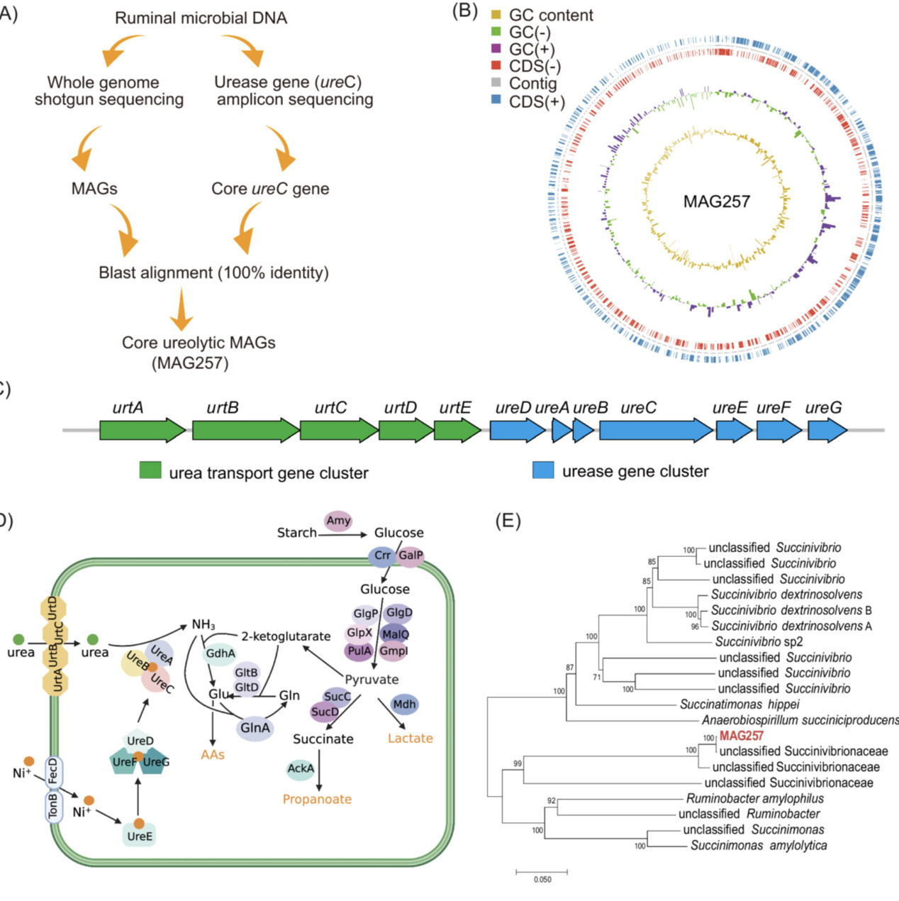 Leveraging core enzyme structures for microbiot...