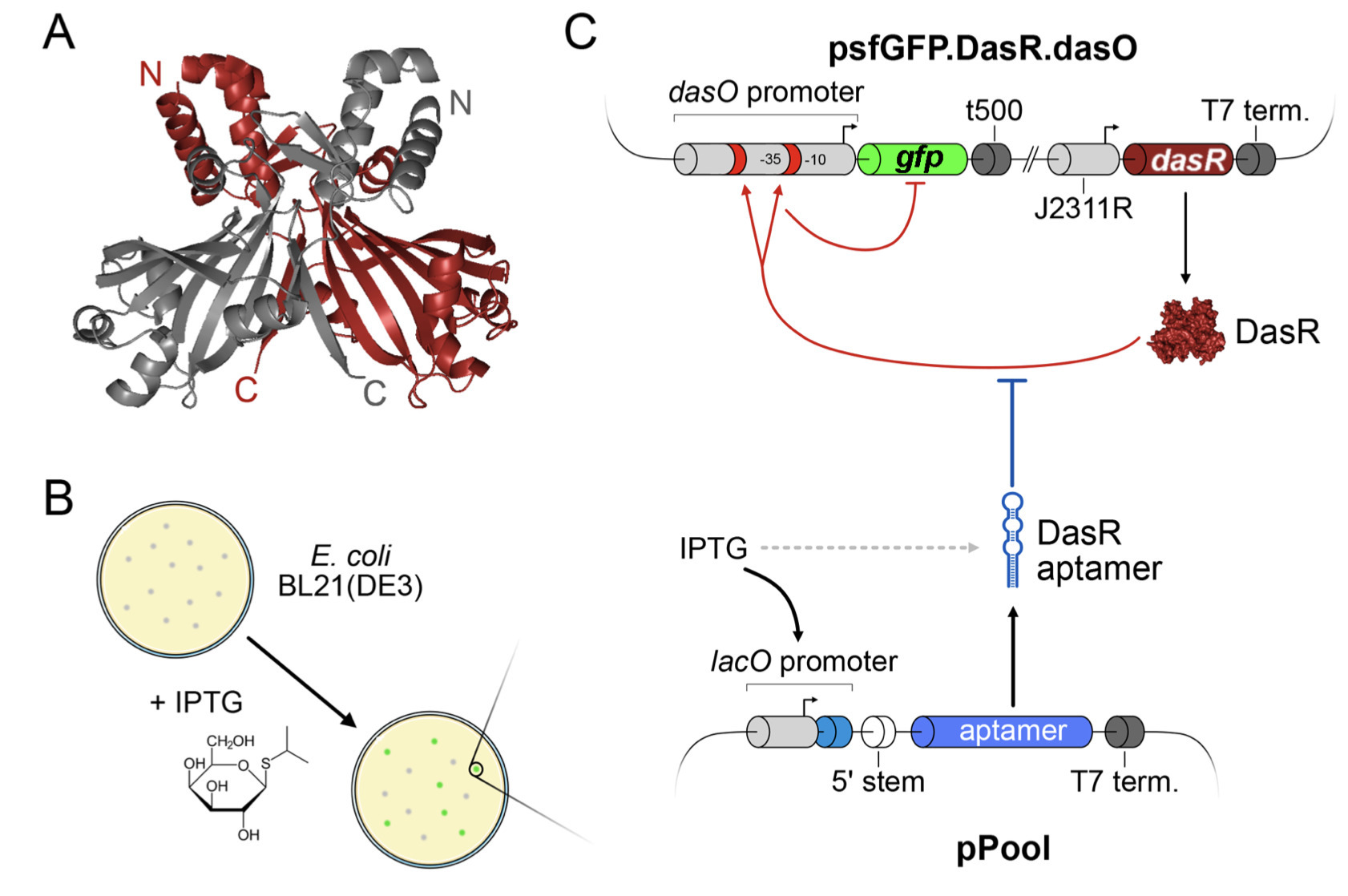 A Novel RNA Aptamer as Synthetic Inducer of Das...