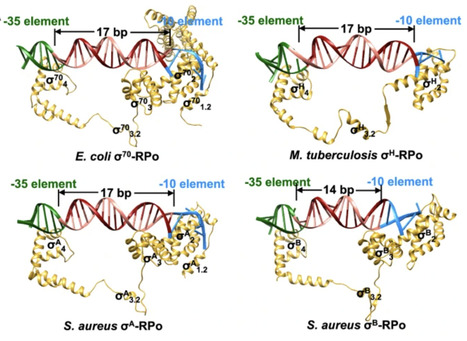 Structural basis of promoter recognition by Sta...