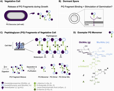 ClustVis: a web tool for visualizing clustering...