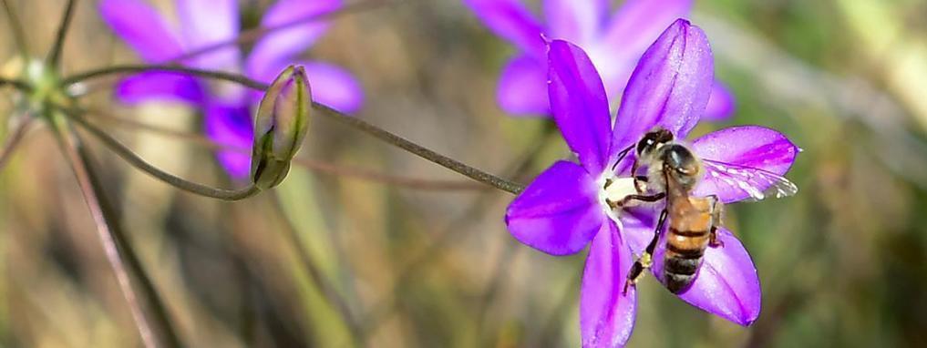 Disparition des abeilles : les apiculteurs...