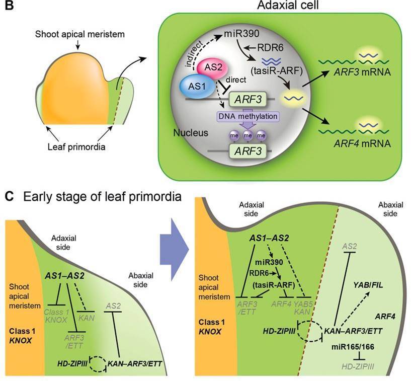 Three in Development on pattern formation and p...